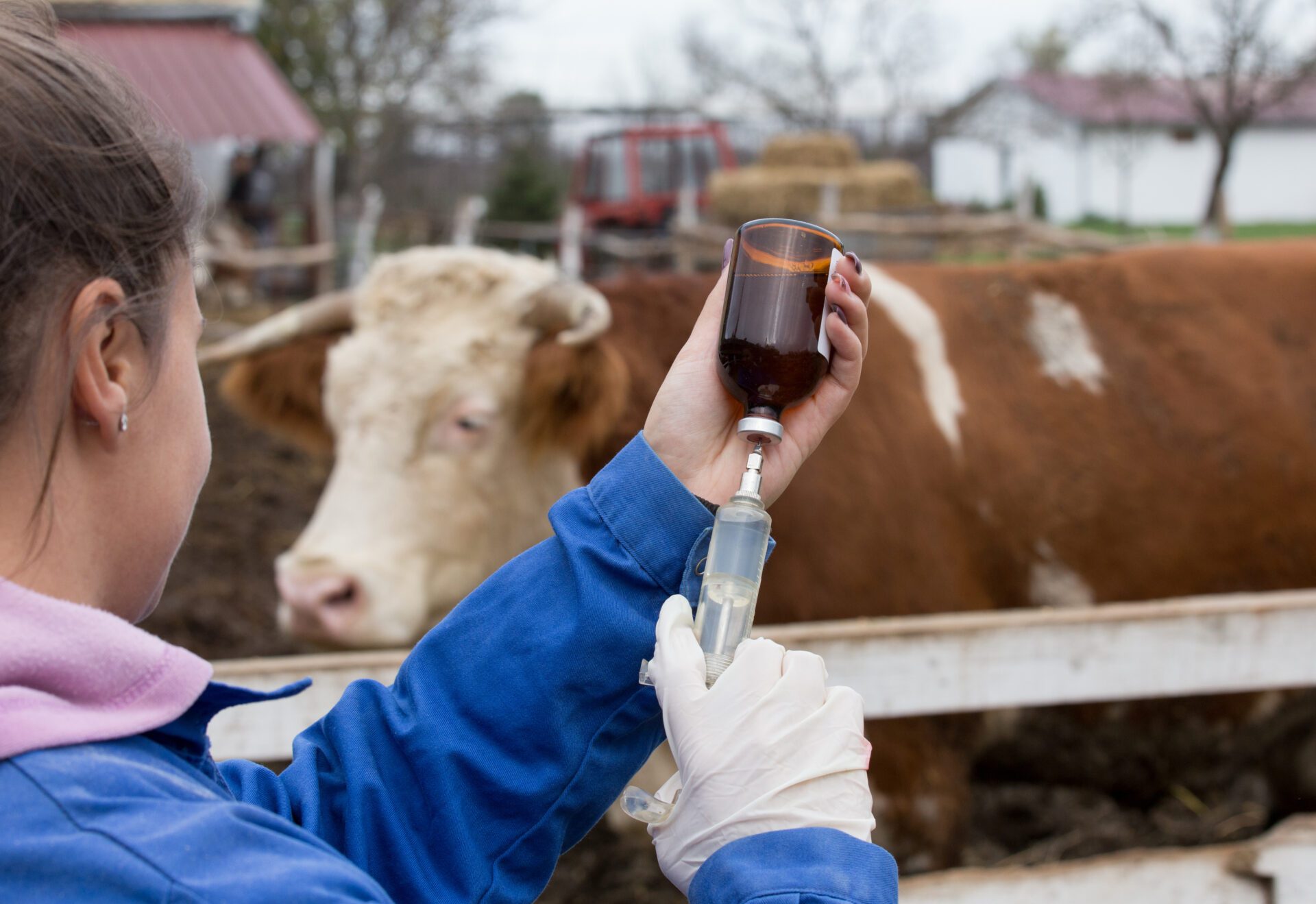 Cold Chain Solutions for Cattle Vaccines | Nordic Cold Chain Solutions