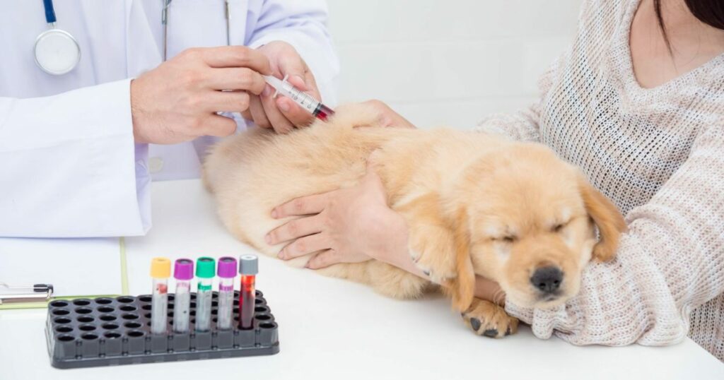 Safe and Effective Cold Chain Solutions for Animal Health Products ...